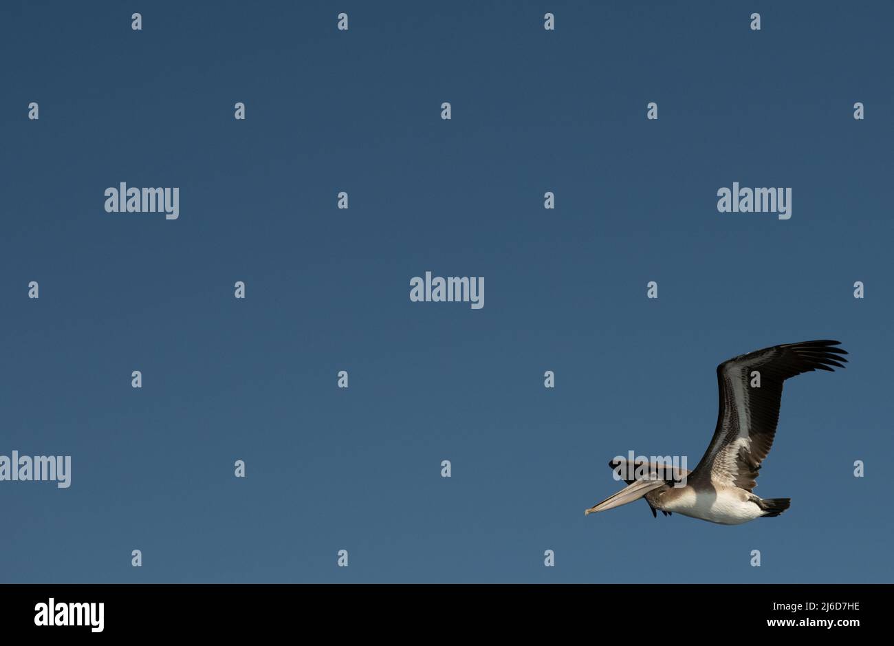 Flying Pelican In Bottom Corner Against Blue Sky Stock Photo - Alamy