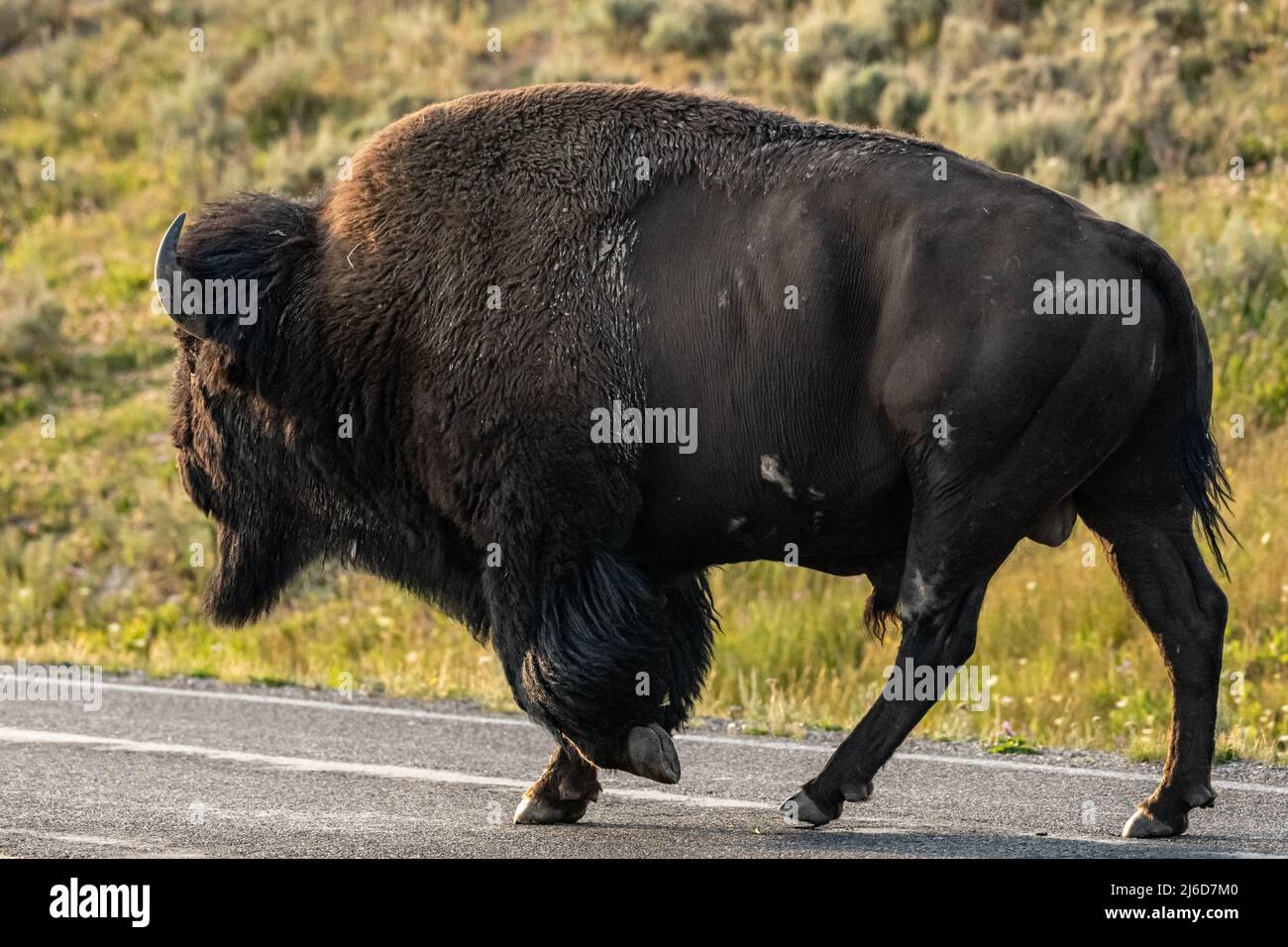 Full Body of Male Bison Three Quarter View Walks On Road Surface in ...