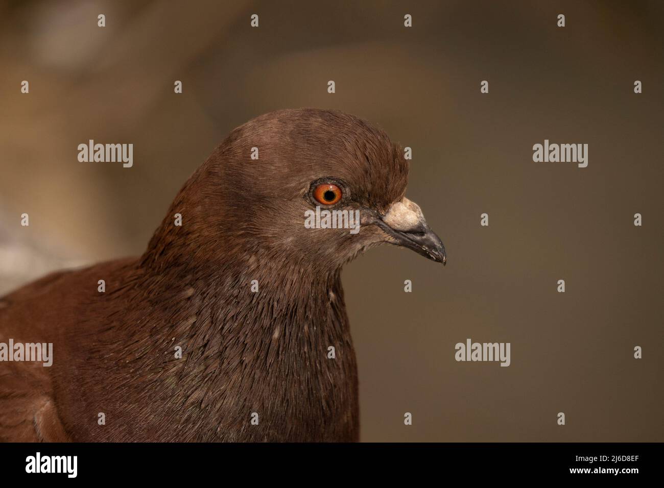 White brown pigeon hi-res stock photography and images - Alamy