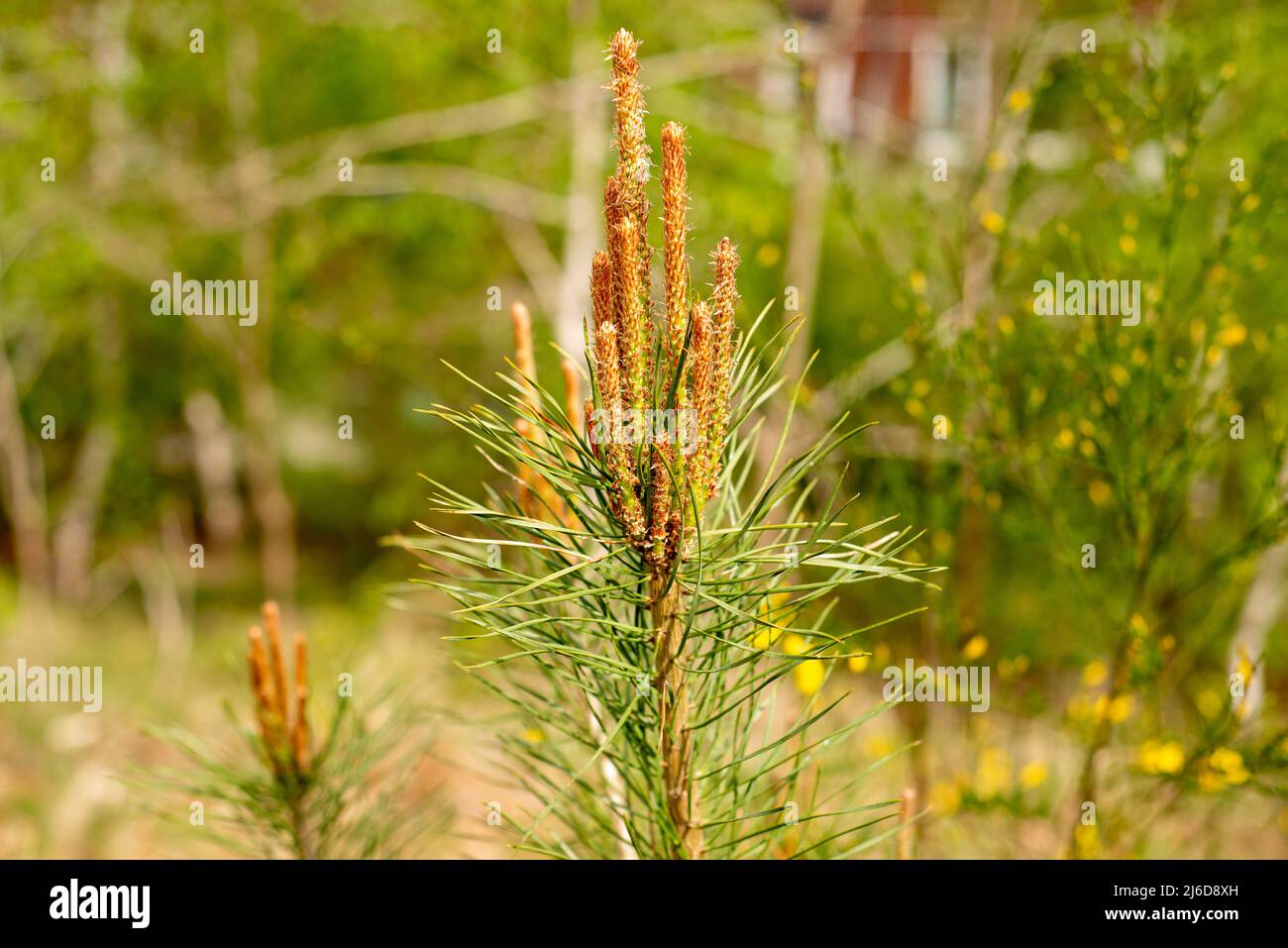 New spring shoots of evergreen tree Pine with buds on a young pine ...
