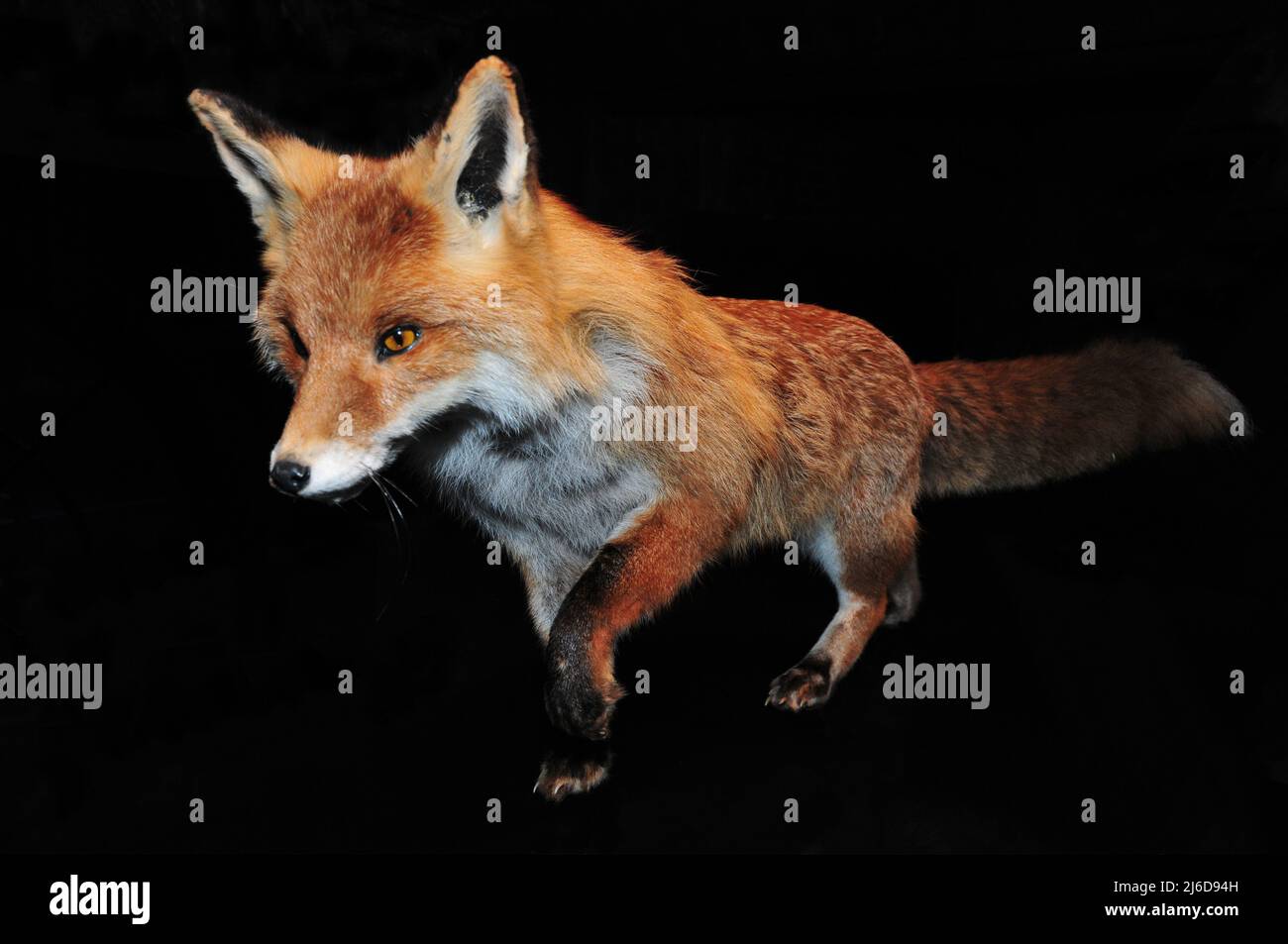 Fox in the night Stock Photo - Alamy