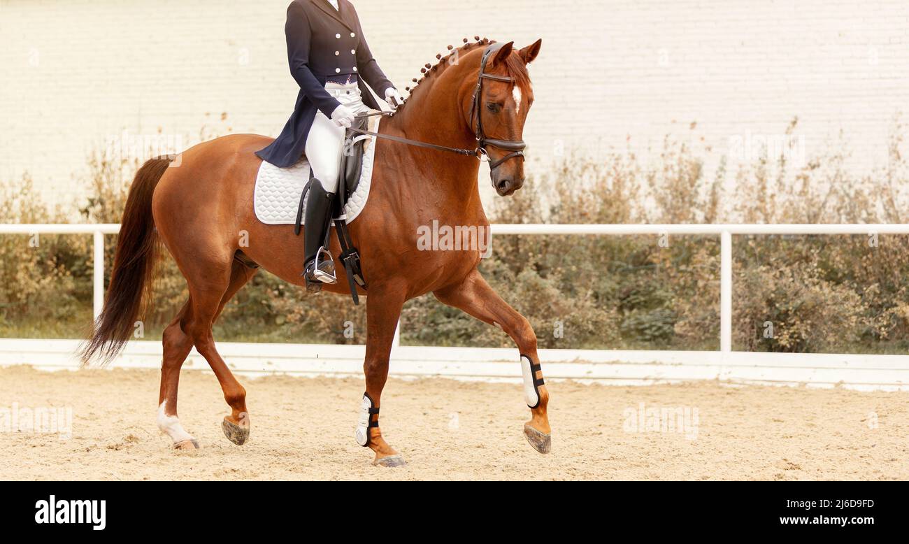 Classic Dressage horse. Equestrian sport. Dressage of horses in the ...
