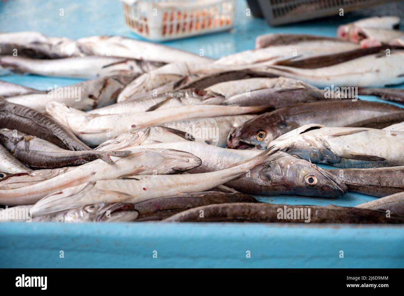 Catch of the day for sale on daily fish market in old port of Marseille ...