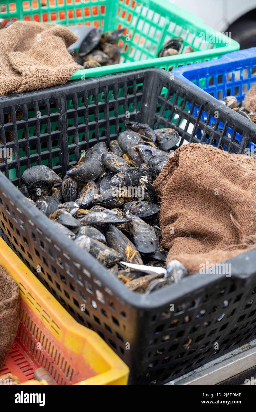 Catch of the day for sale on daily fish market in old port of Marseille ...