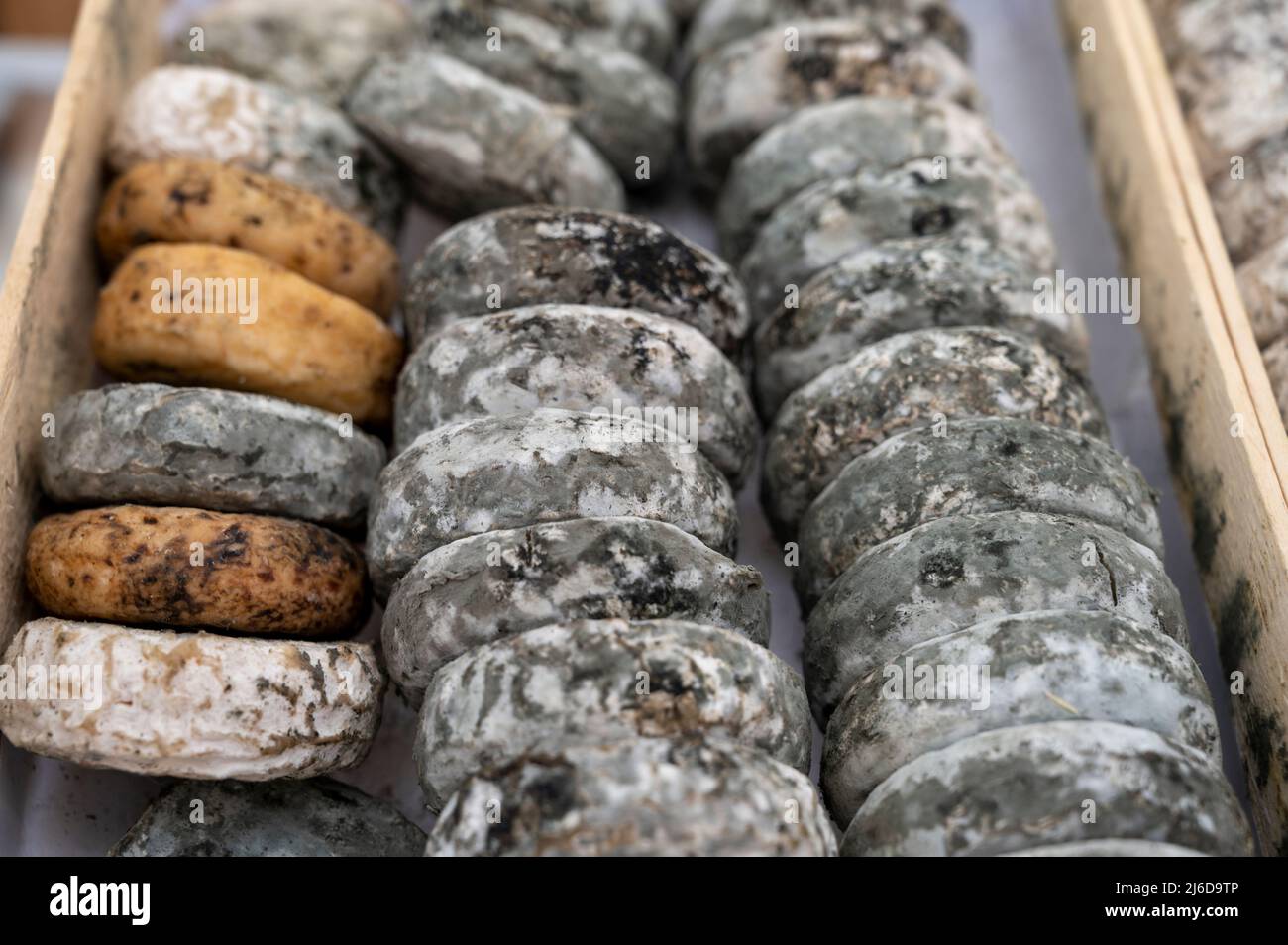 Matured french goat cheeses with mold on farmers market in Cassis ...