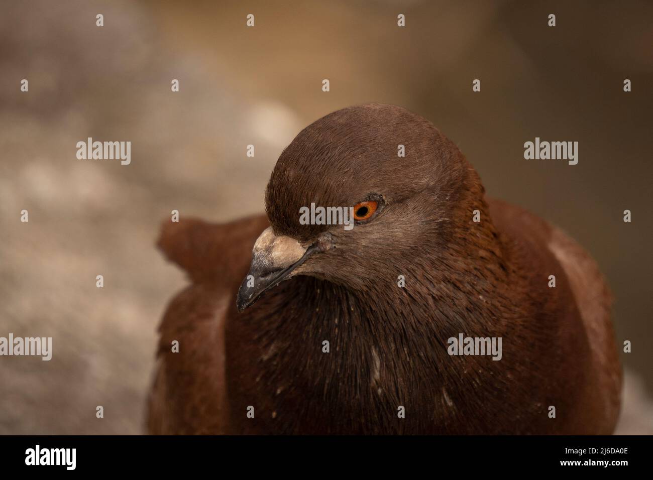 Close-up of common brown pigeon. animal species Stock Photo - Alamy