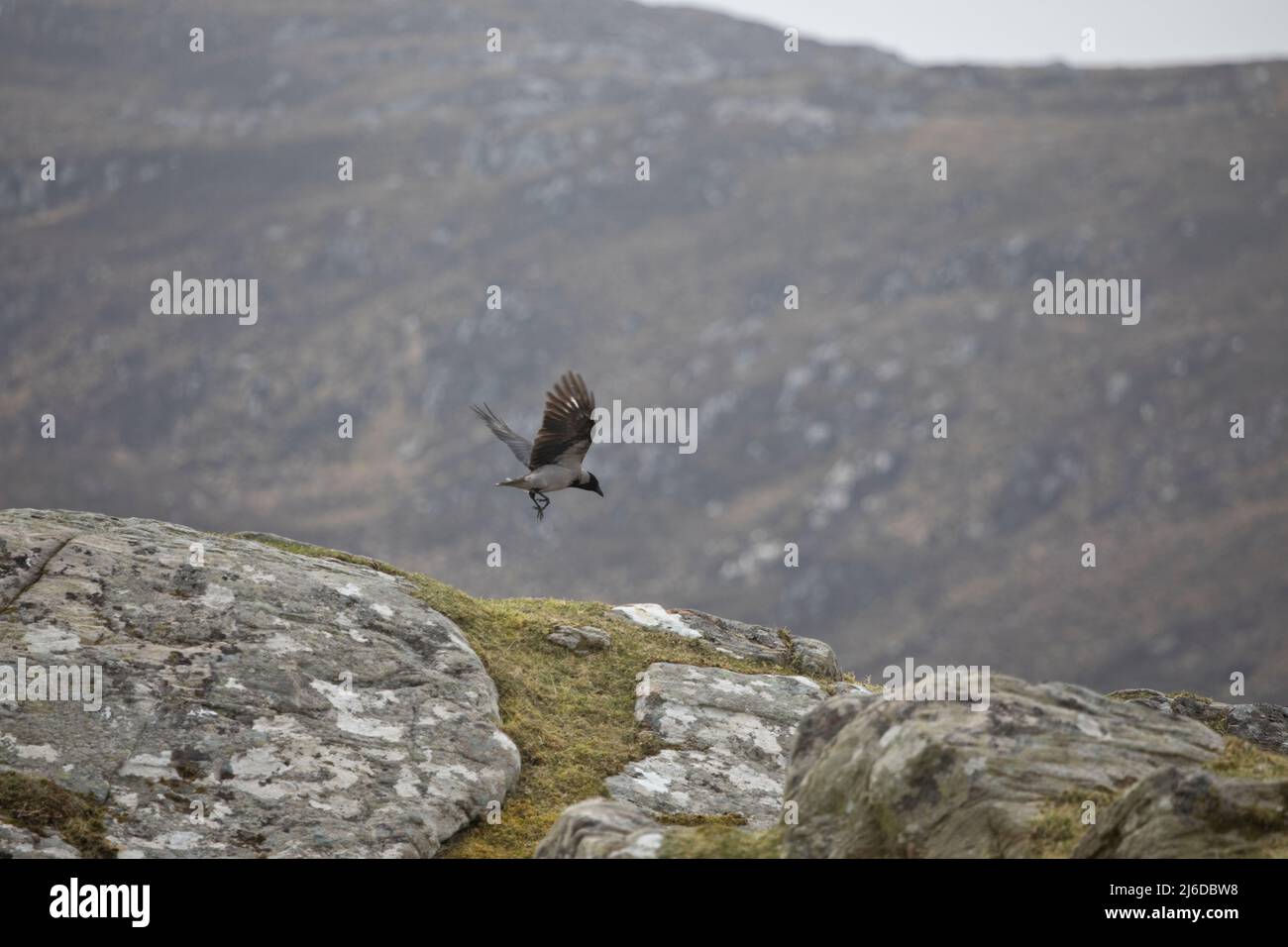Hooded crow scotland hi-res stock photography and images - Alamy