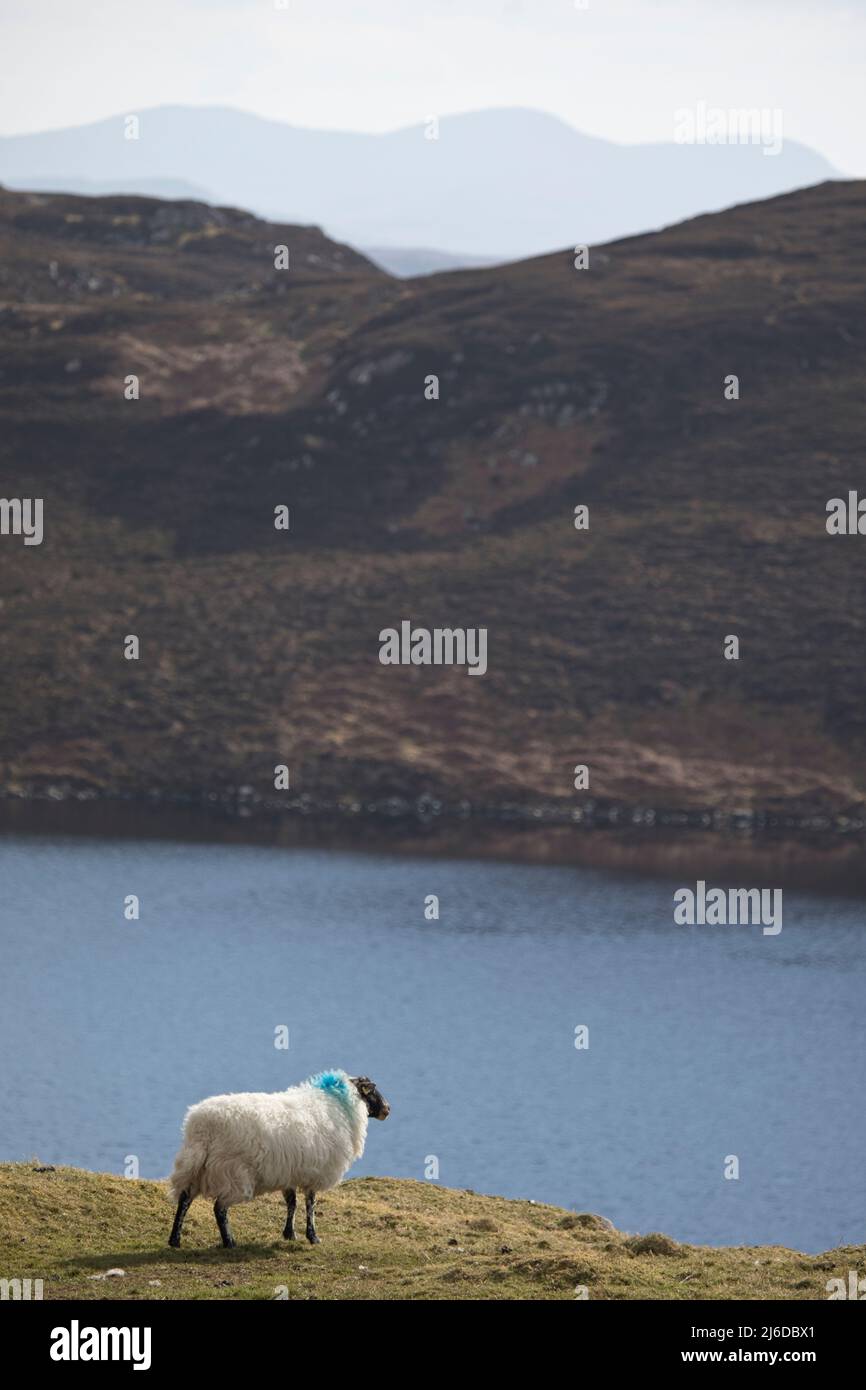 Scottish mountains landscape sheep hi-res stock photography and images ...