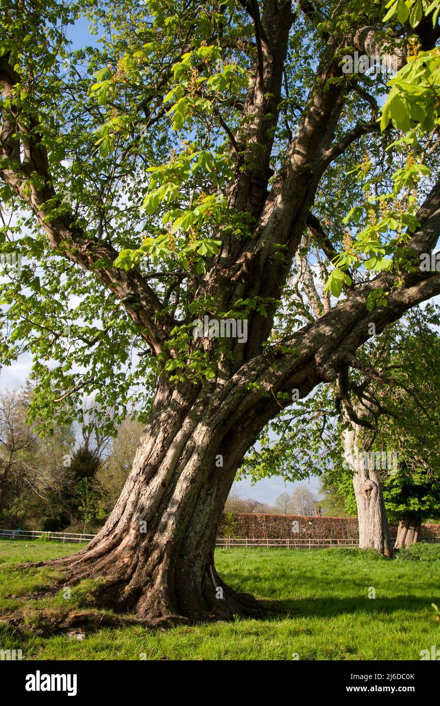 spring horse chestnut trees (aesculus hippocastanum), Wherwell, Test ...