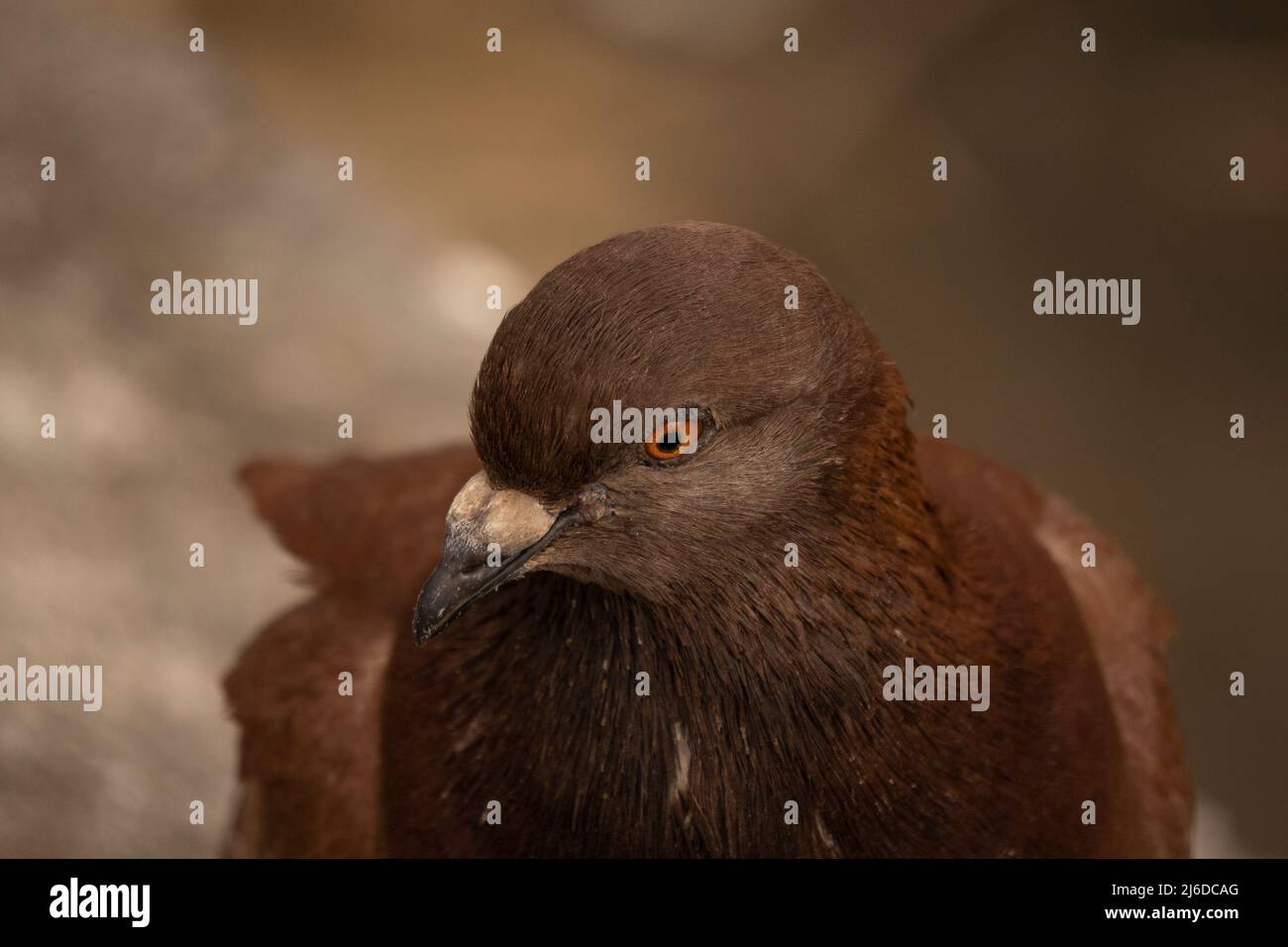 Close-up of common brown pigeon. animal species Stock Photo - Alamy
