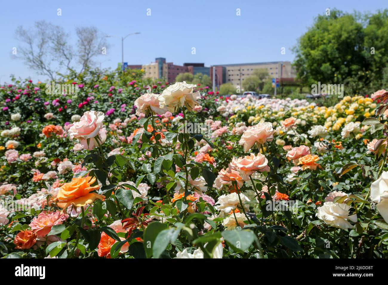 Rosa majenta hi-res stock photography and images - Alamy