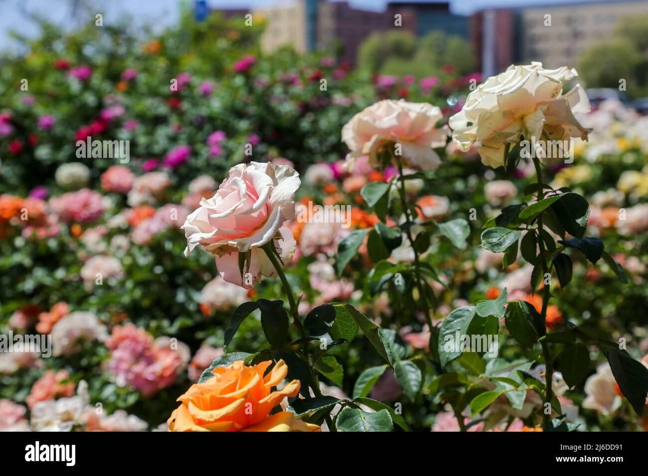 Rosa majenta hi-res stock photography and images - Alamy