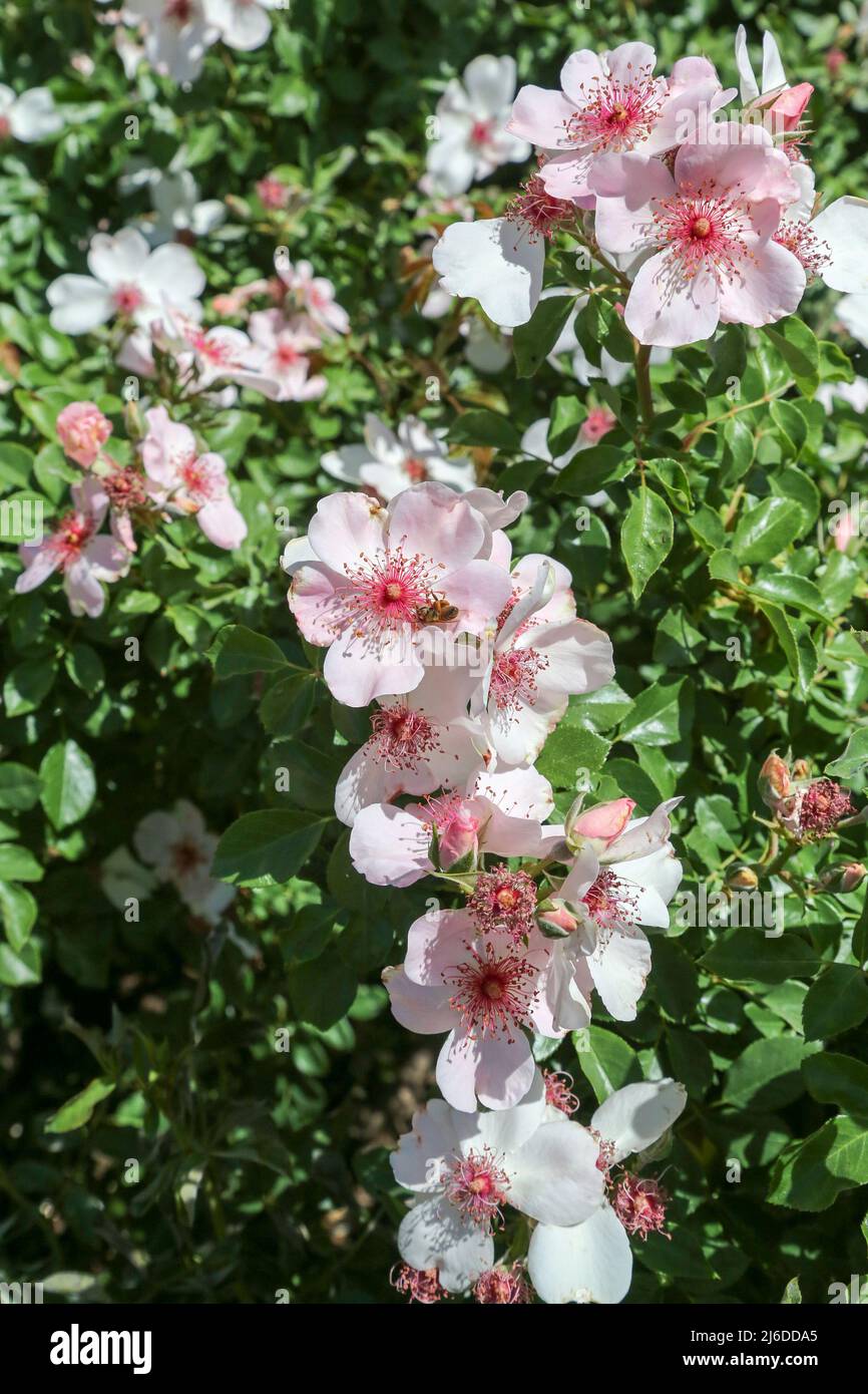 Large garden beds roses hi-res stock photography and images - Alamy