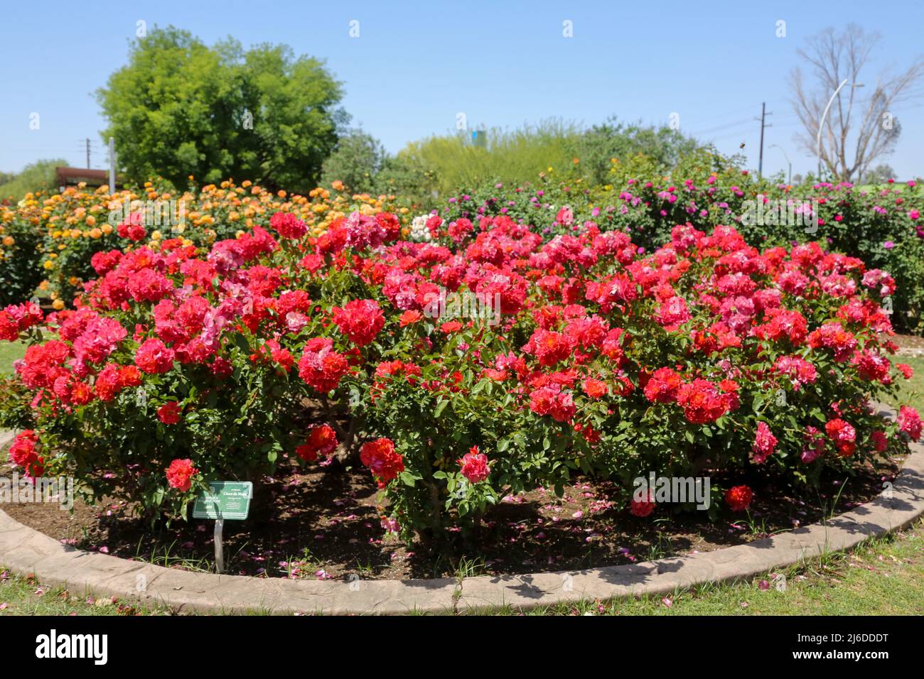 Large garden beds roses hi-res stock photography and images - Alamy