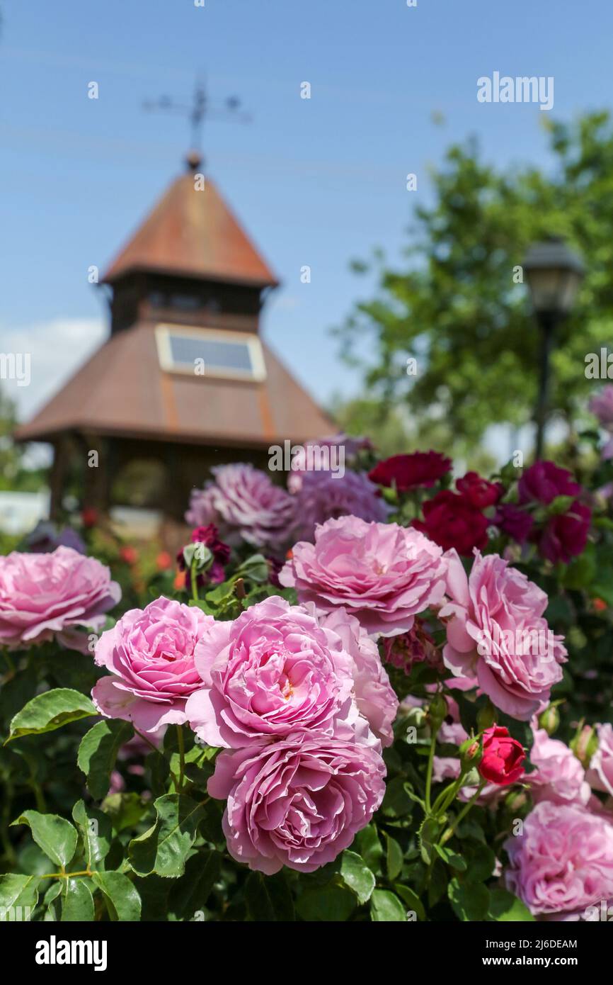 Large garden beds roses hi-res stock photography and images - Alamy