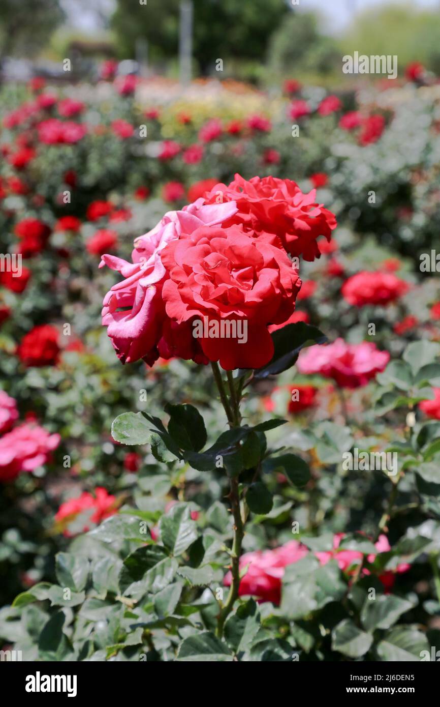 Large garden beds roses hi-res stock photography and images - Alamy
