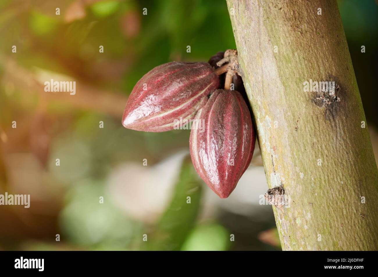 Cacao pods on tree trunk on blurred green background Stock Photo - Alamy