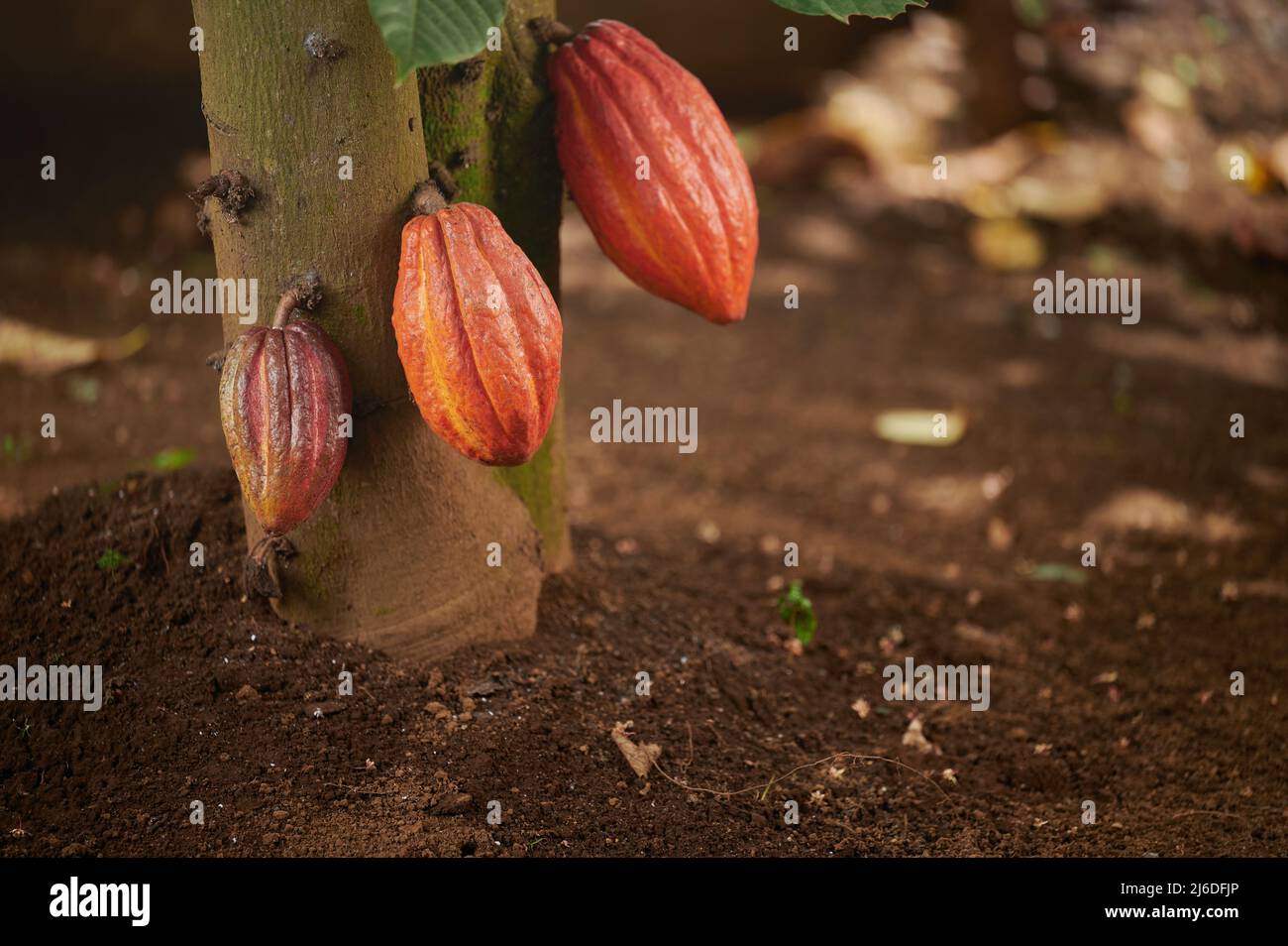 Cocoa tree trunk with pods on blurred ground background Stock Photo - Alamy