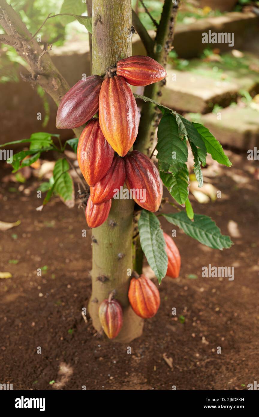 Group of ripe clean cocoa pods hanging on tree in farm background Stock ...