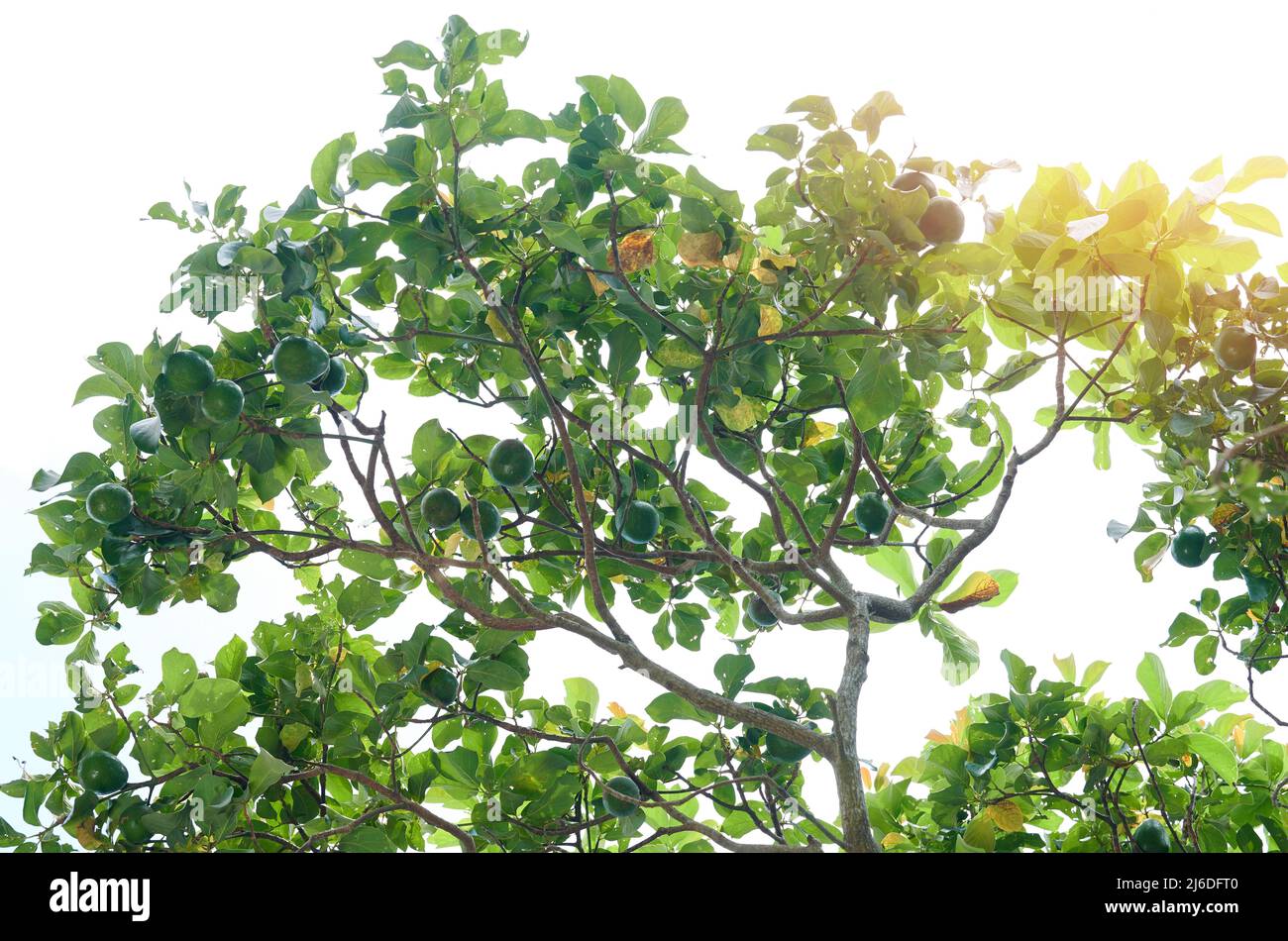 Avocado tree branch with fruits on white sky background Stock Photo - Alamy
