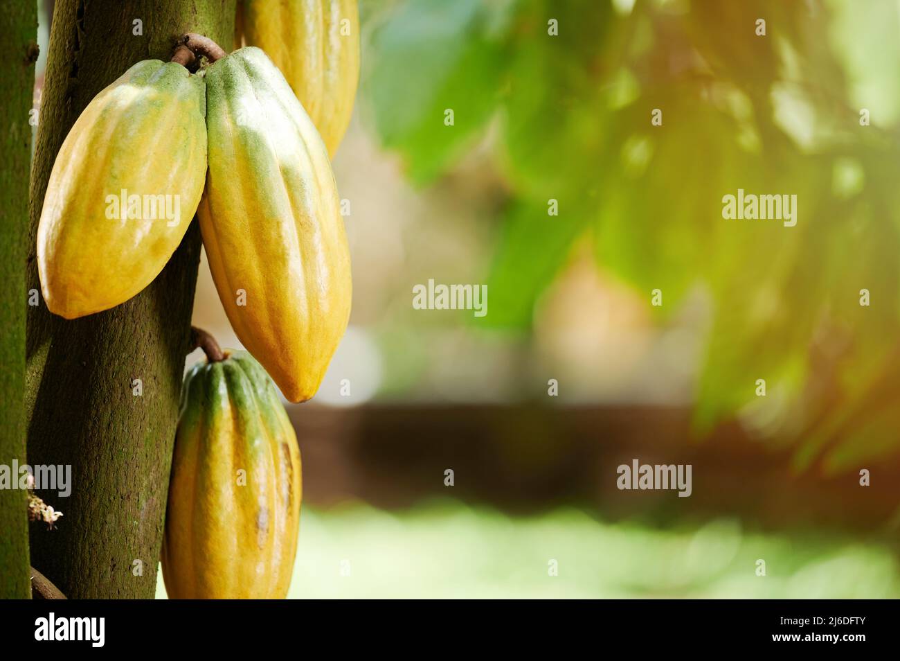 Yellow cacao fruits hi-res stock photography and images - Alamy