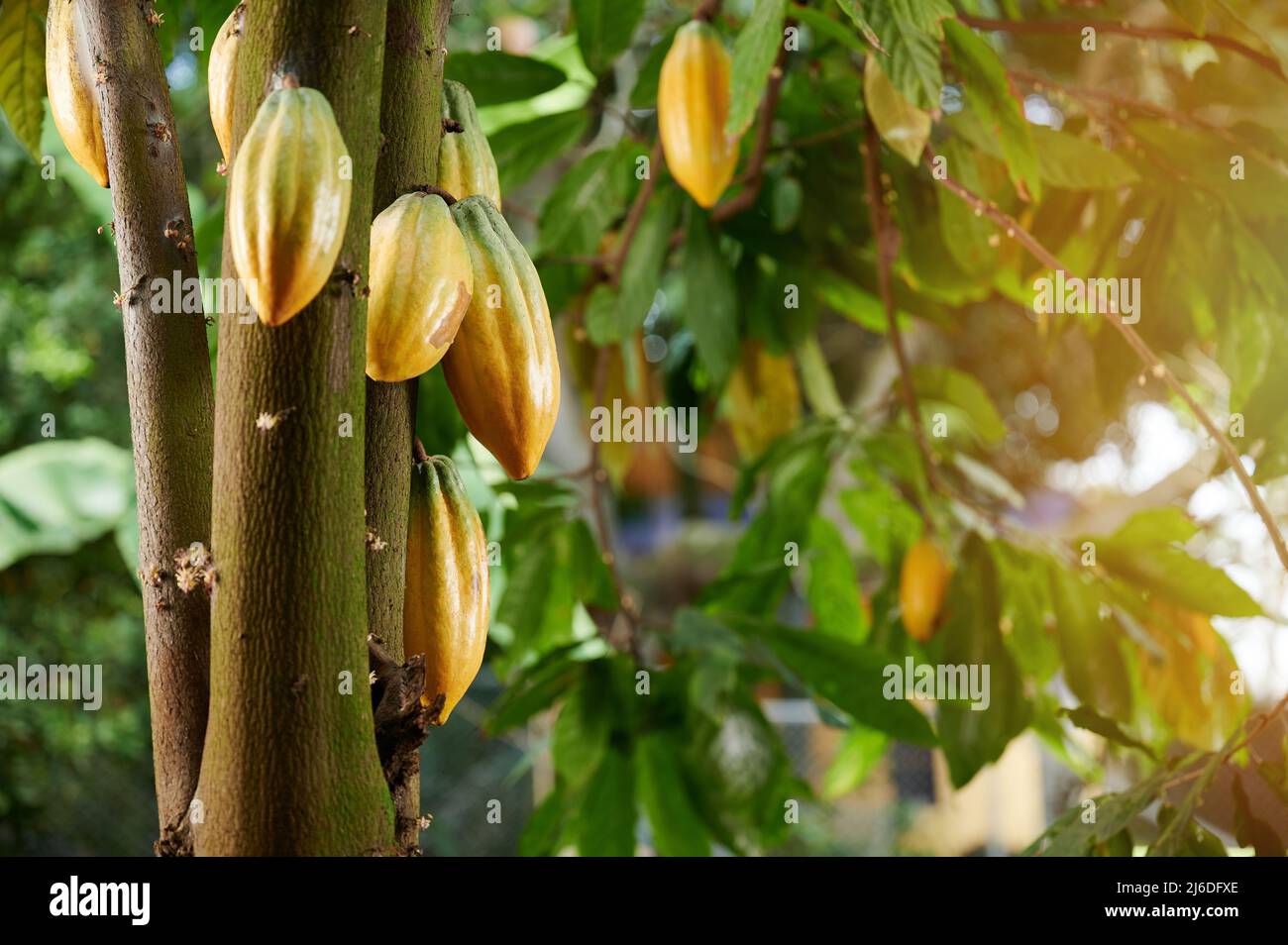 Cocoa on tree trunk hi-res stock photography and images - Alamy
