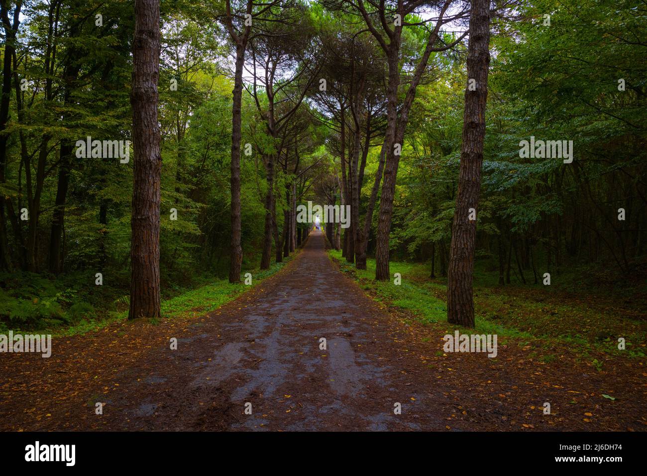 Road in the forest at autumn. Pine forest with wet road. Autumn ...