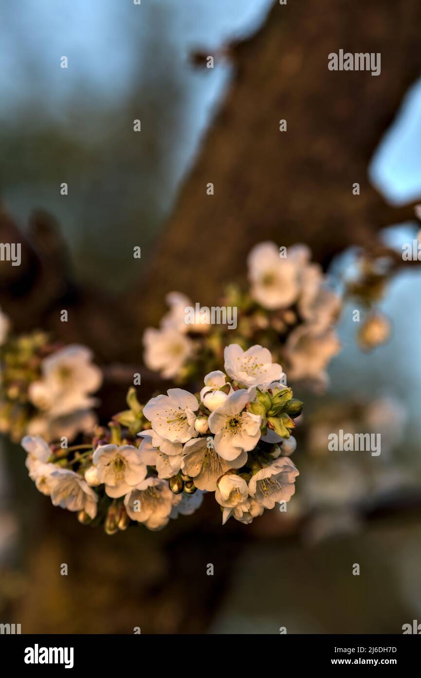 Plum tree branch in bloom at sunset seen up close Stock Photo - Alamy