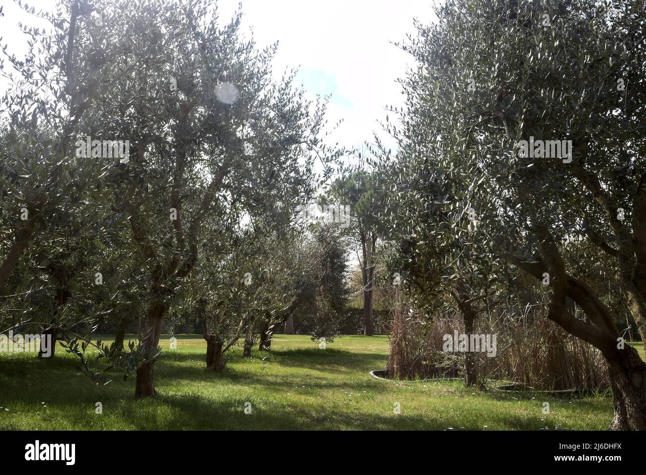 Olive trees in a garden hi-res stock photography and images - Alamy