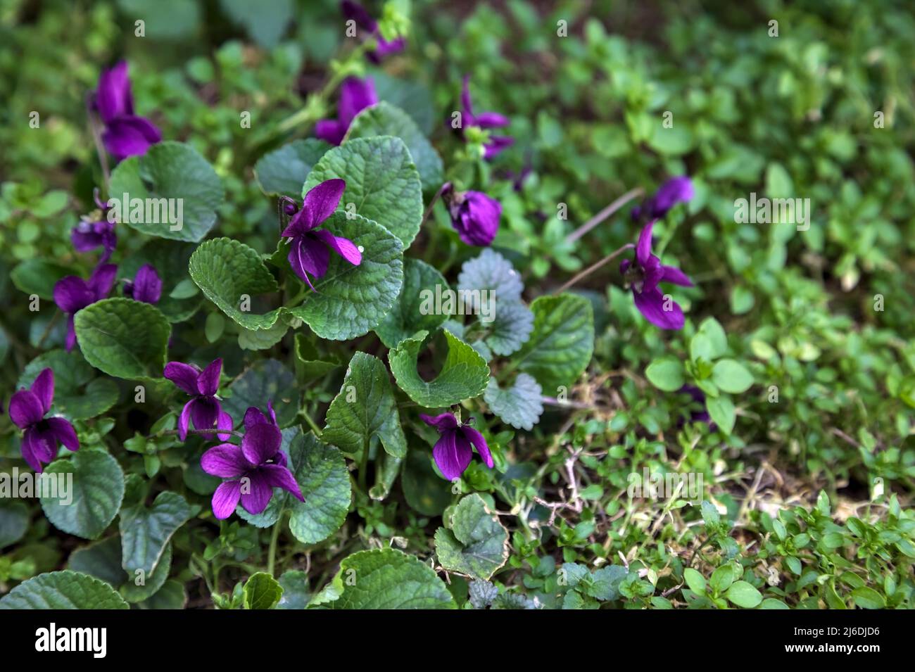 Violets in bloom in the grass seen up close Stock Photo - Alamy