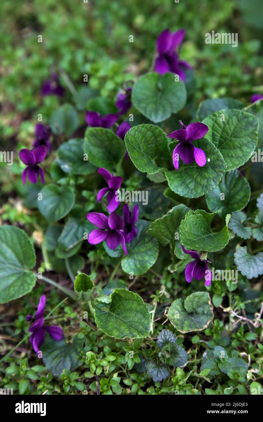 Violets in bloom in the grass seen up close Stock Photo - Alamy