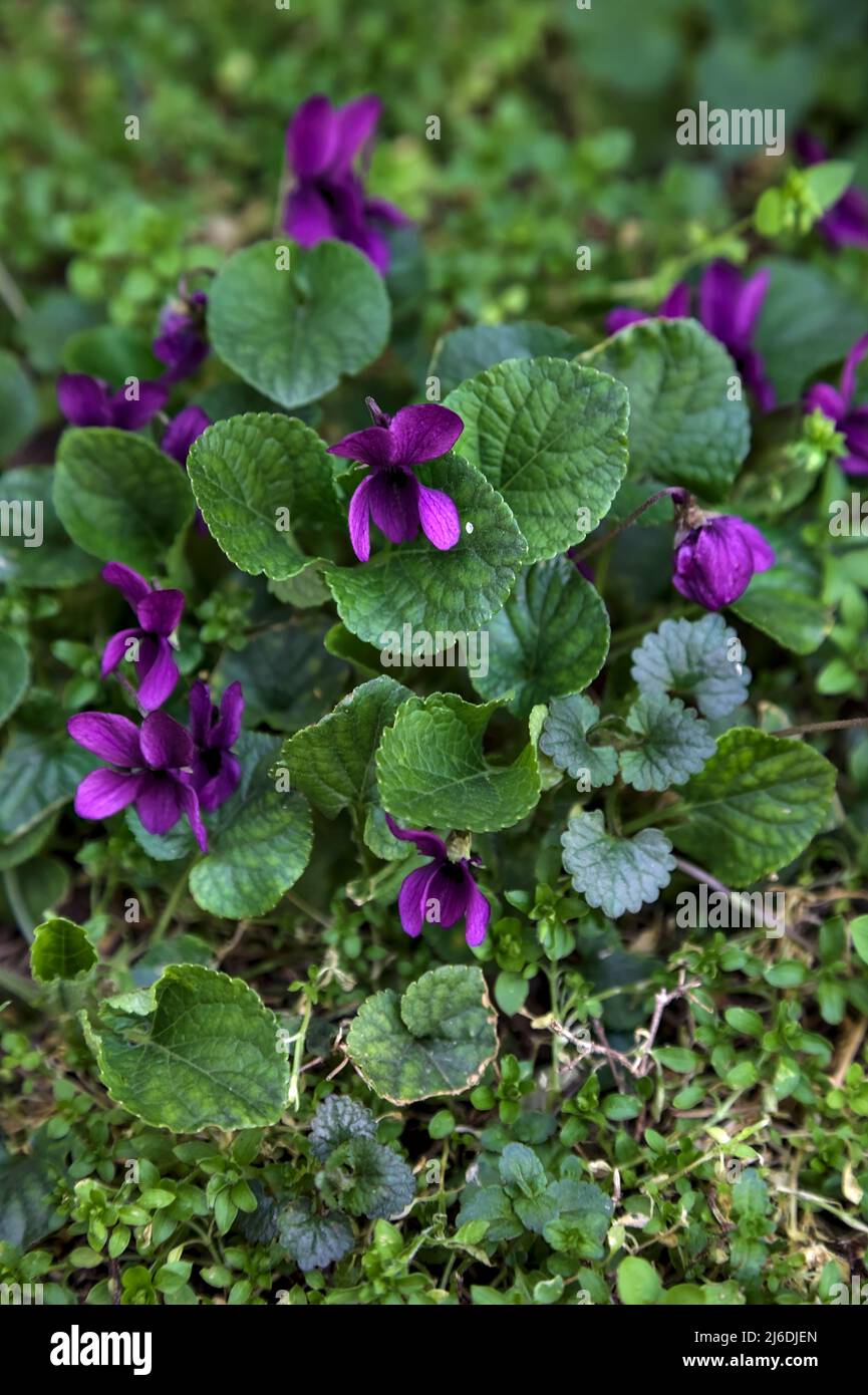 Violets in bloom in the grass seen up close Stock Photo - Alamy