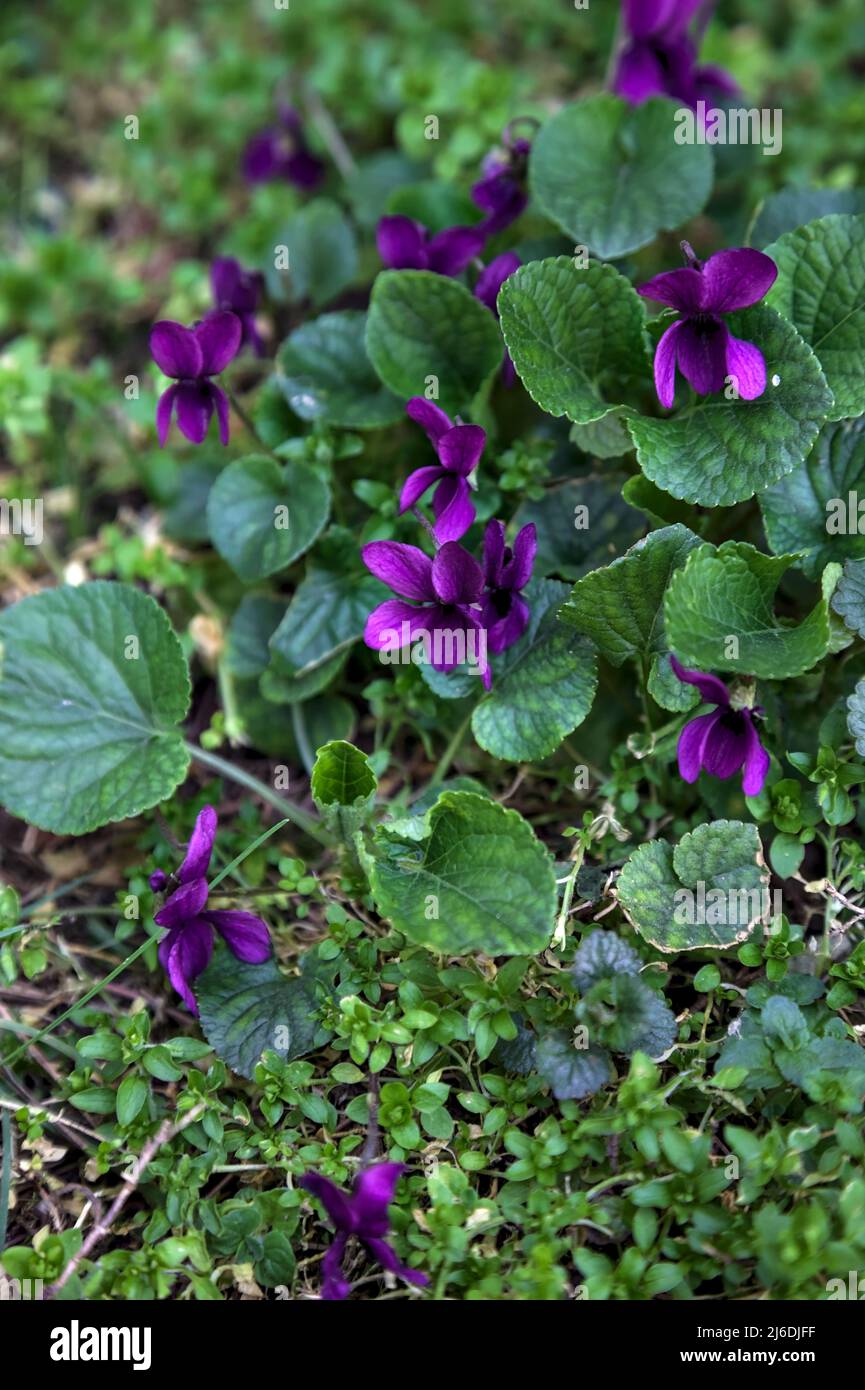 Violets in bloom grass hi-res stock photography and images - Alamy