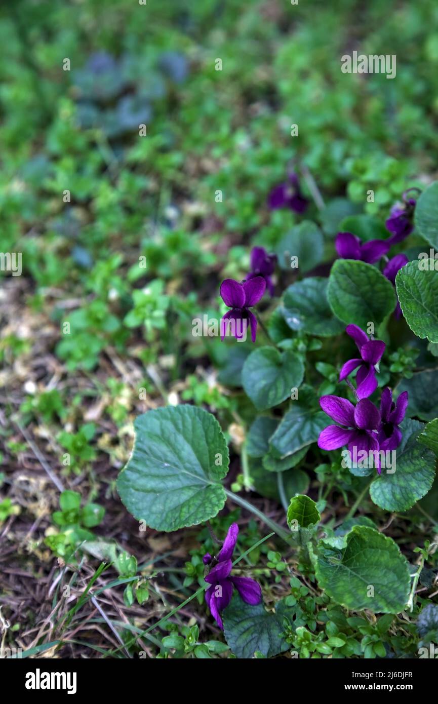 Violets in bloom grass hi-res stock photography and images - Alamy