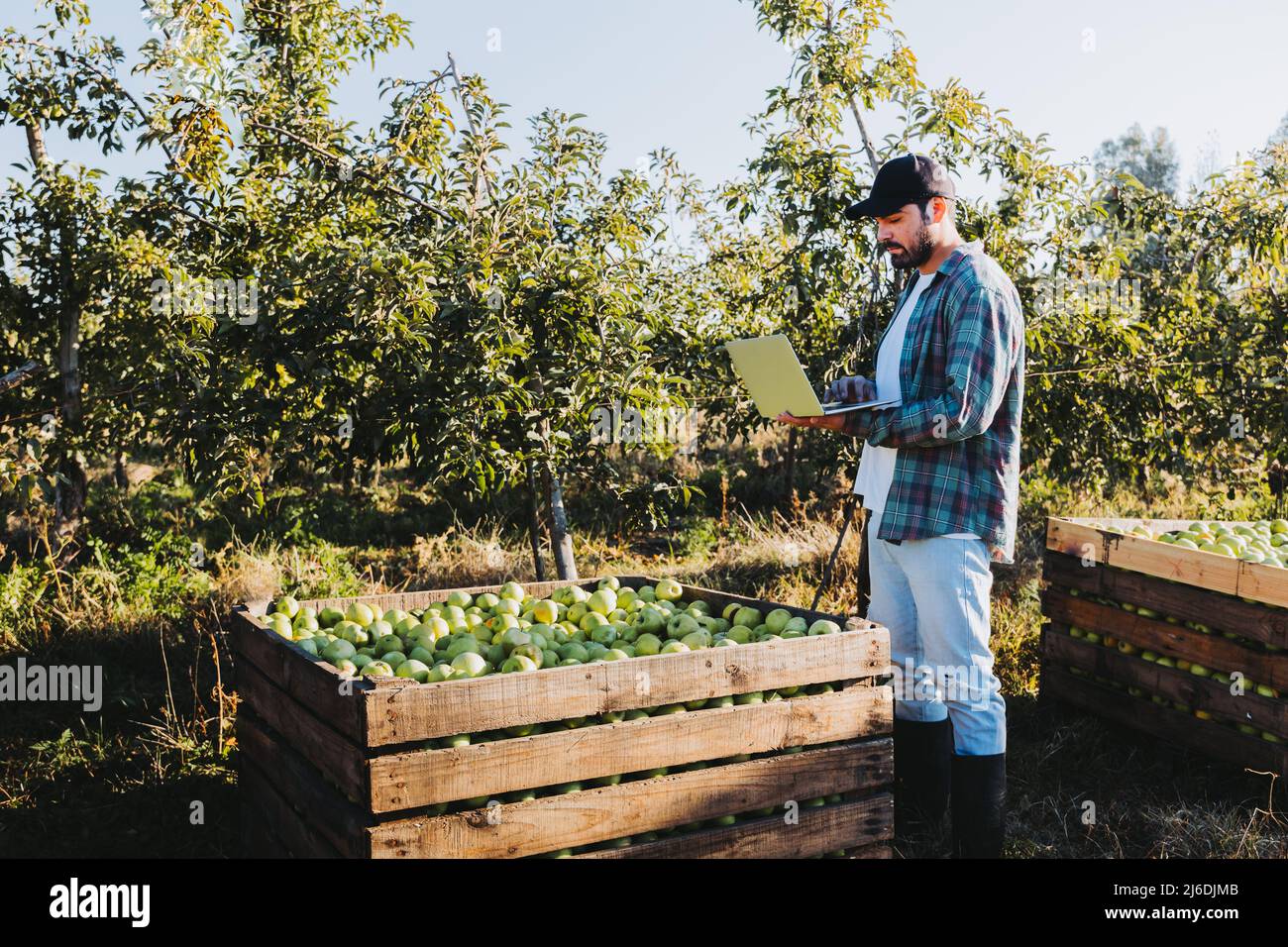 Young latin farmer man teleworking on his laptop beside apple bins, in ...