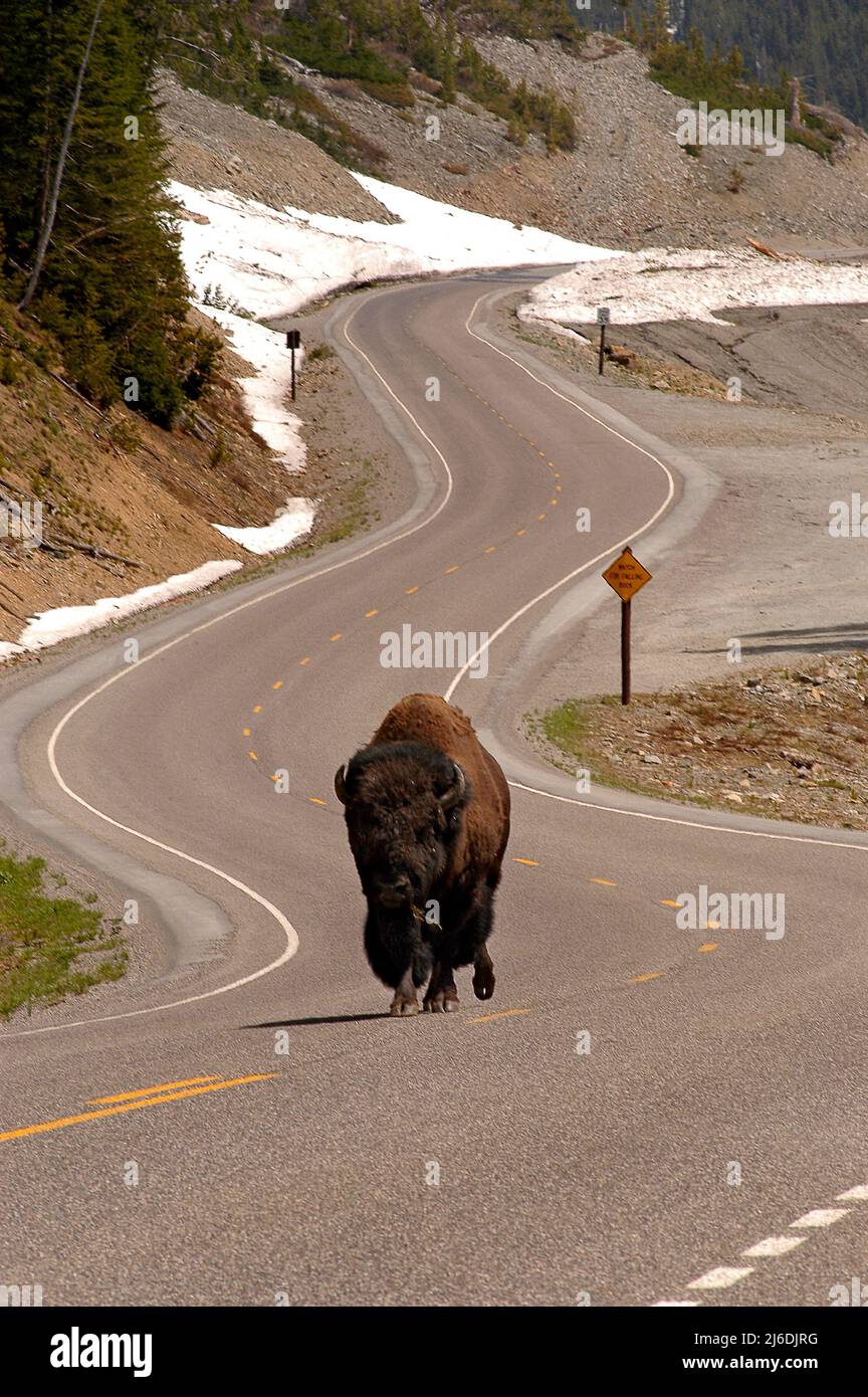 Bison walking on highway hi-res stock photography and images - Alamy