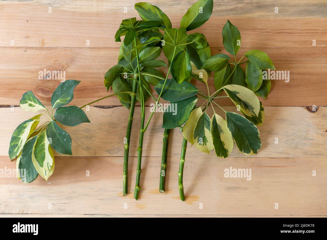 schefflera stem cuttings for propagation Stock Photo - Alamy