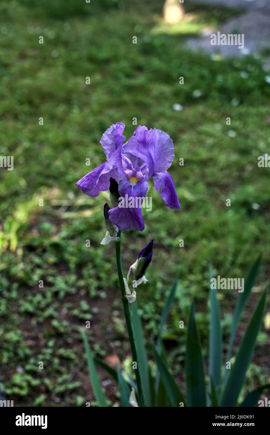 Iris in a garden seen up close Stock Photo - Alamy
