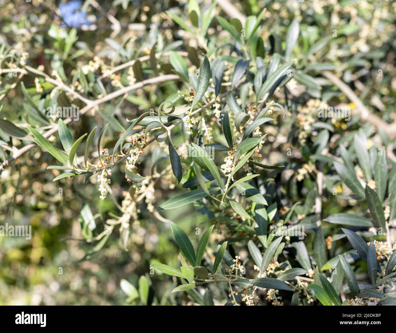 Olive tree blossoms and producing fruit in the season Stock Photo - Alamy