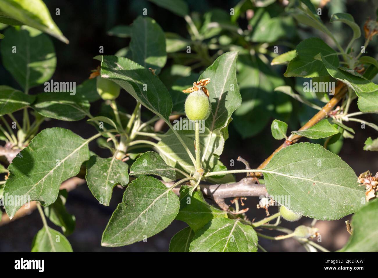Small apple fruit grows on an apple tree branch after flower ...