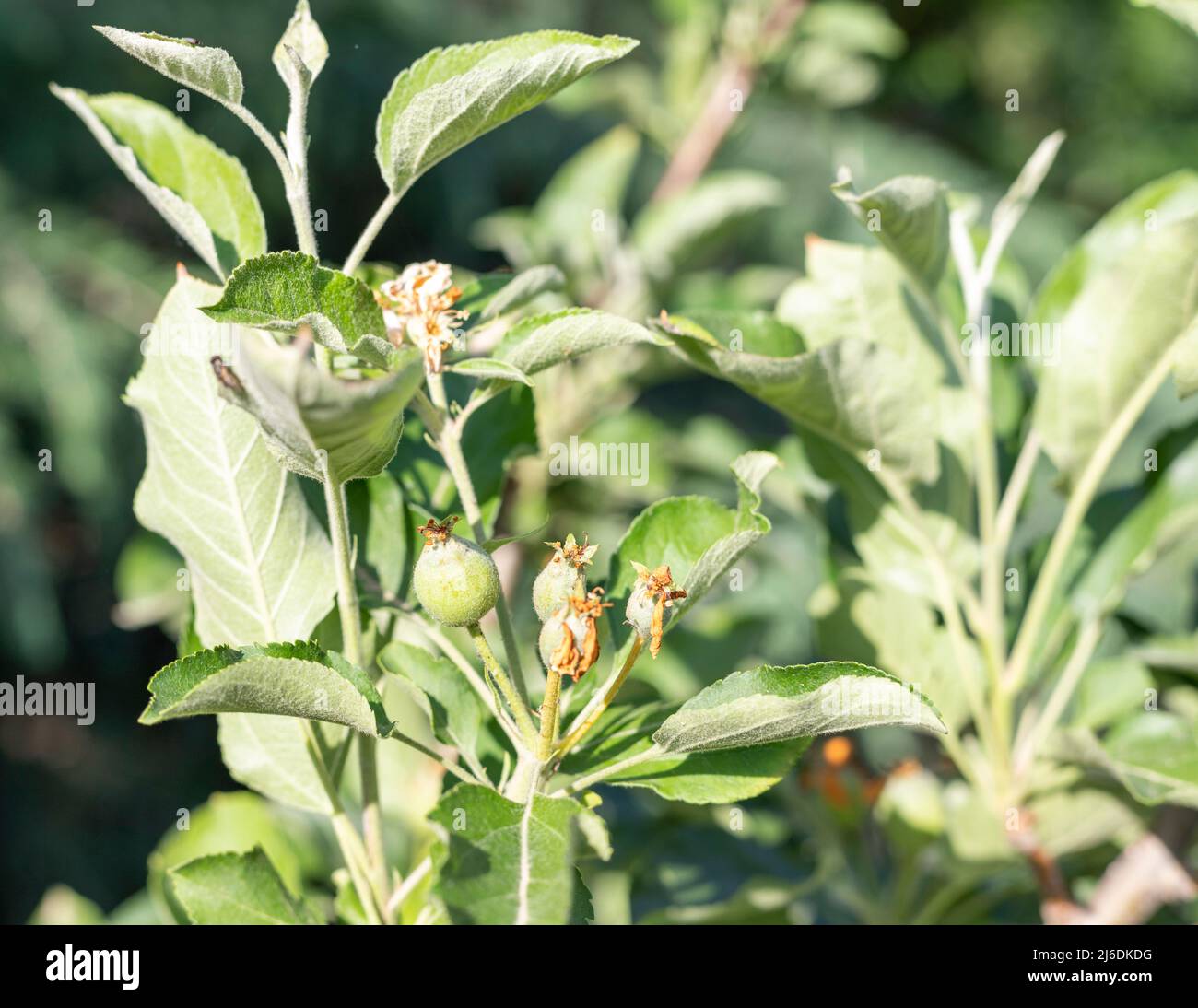 Young fruit apples grow on a fruit tree after blossom in garden Stock ...