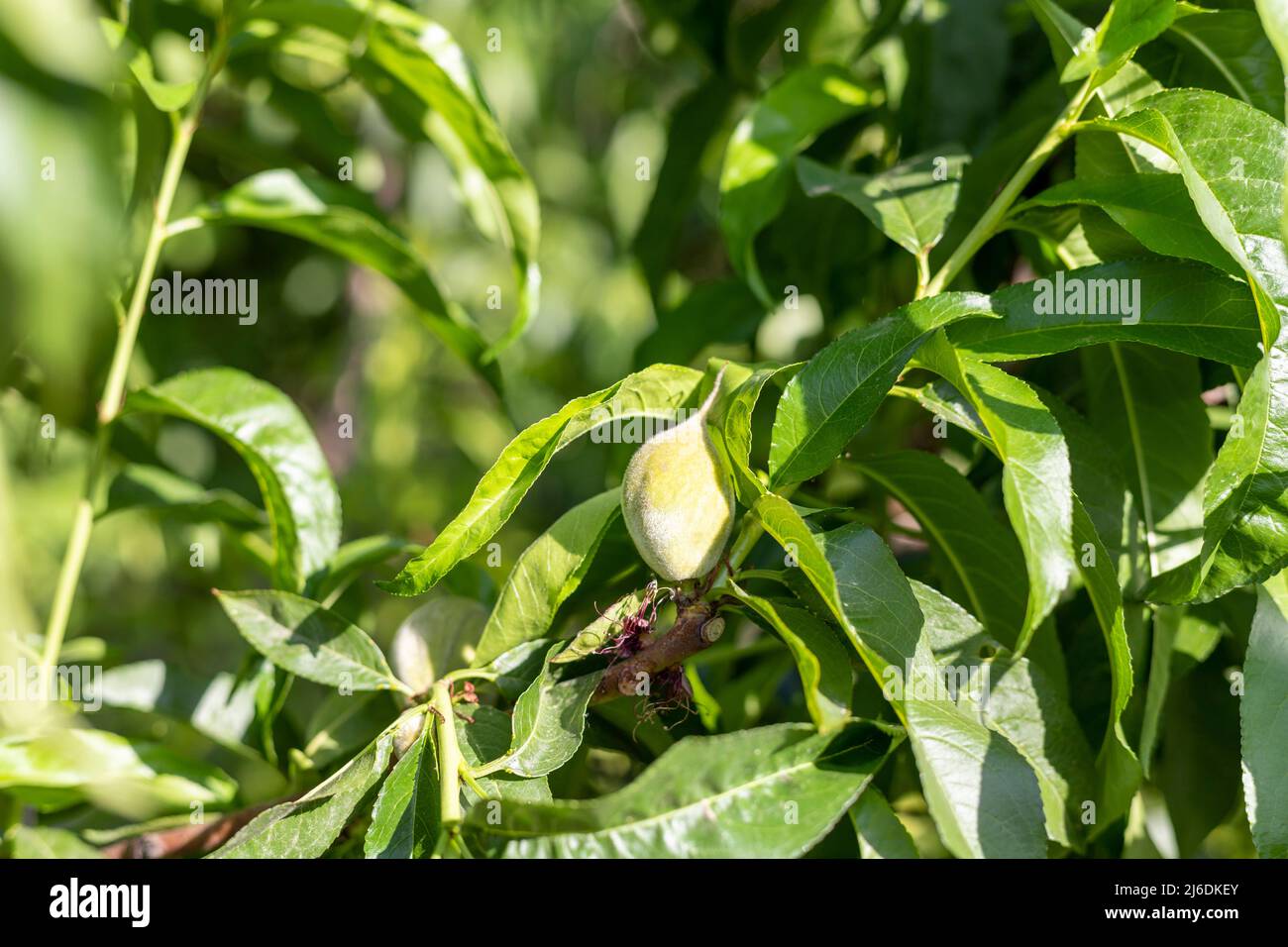 Young peach tree hi-res stock photography and images - Alamy