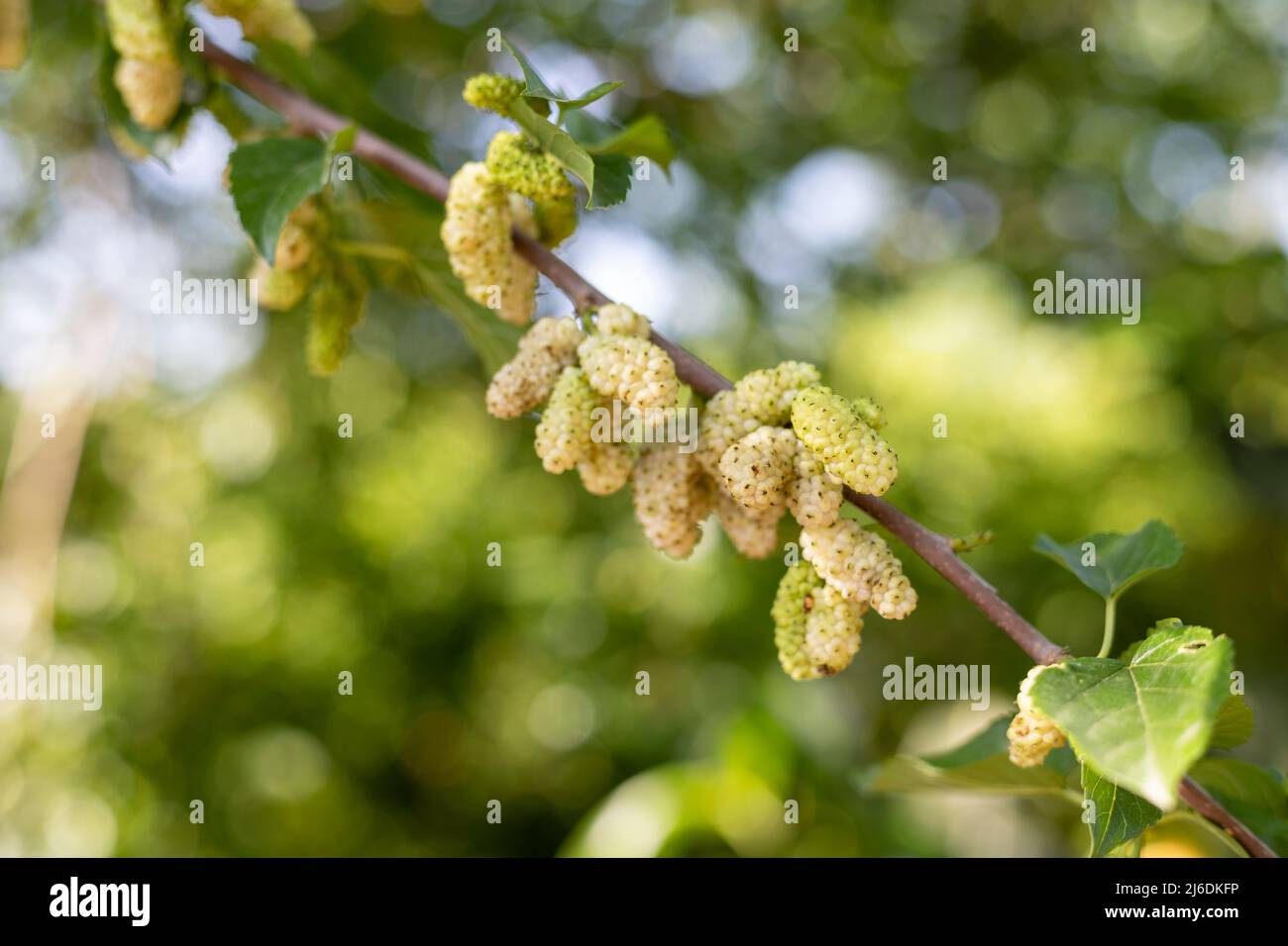 Mulberry tree branch full with ripen mulberries Stock Photo - Alamy