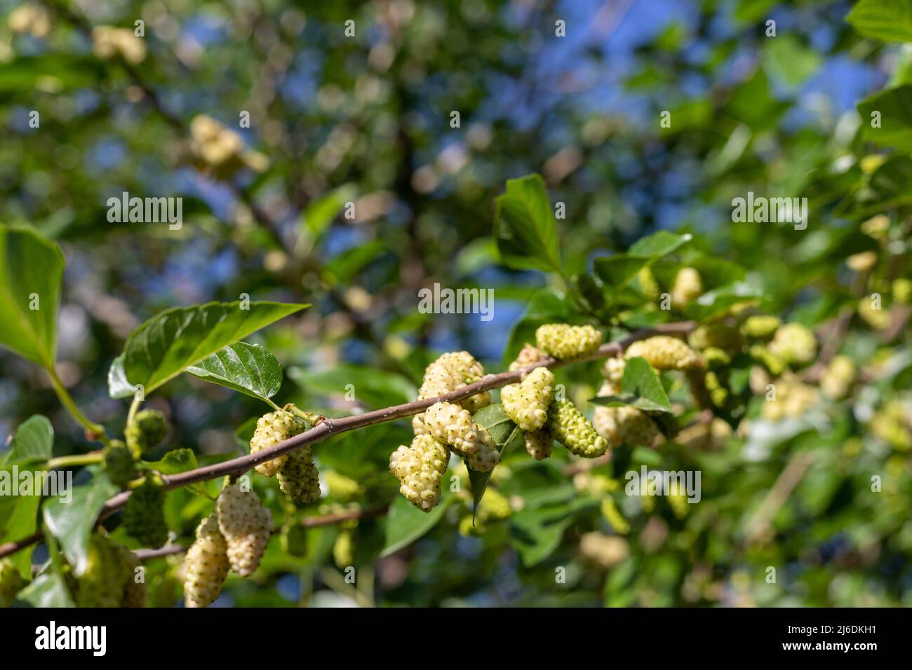 Pakistan Fruiting Mulberry Tree
