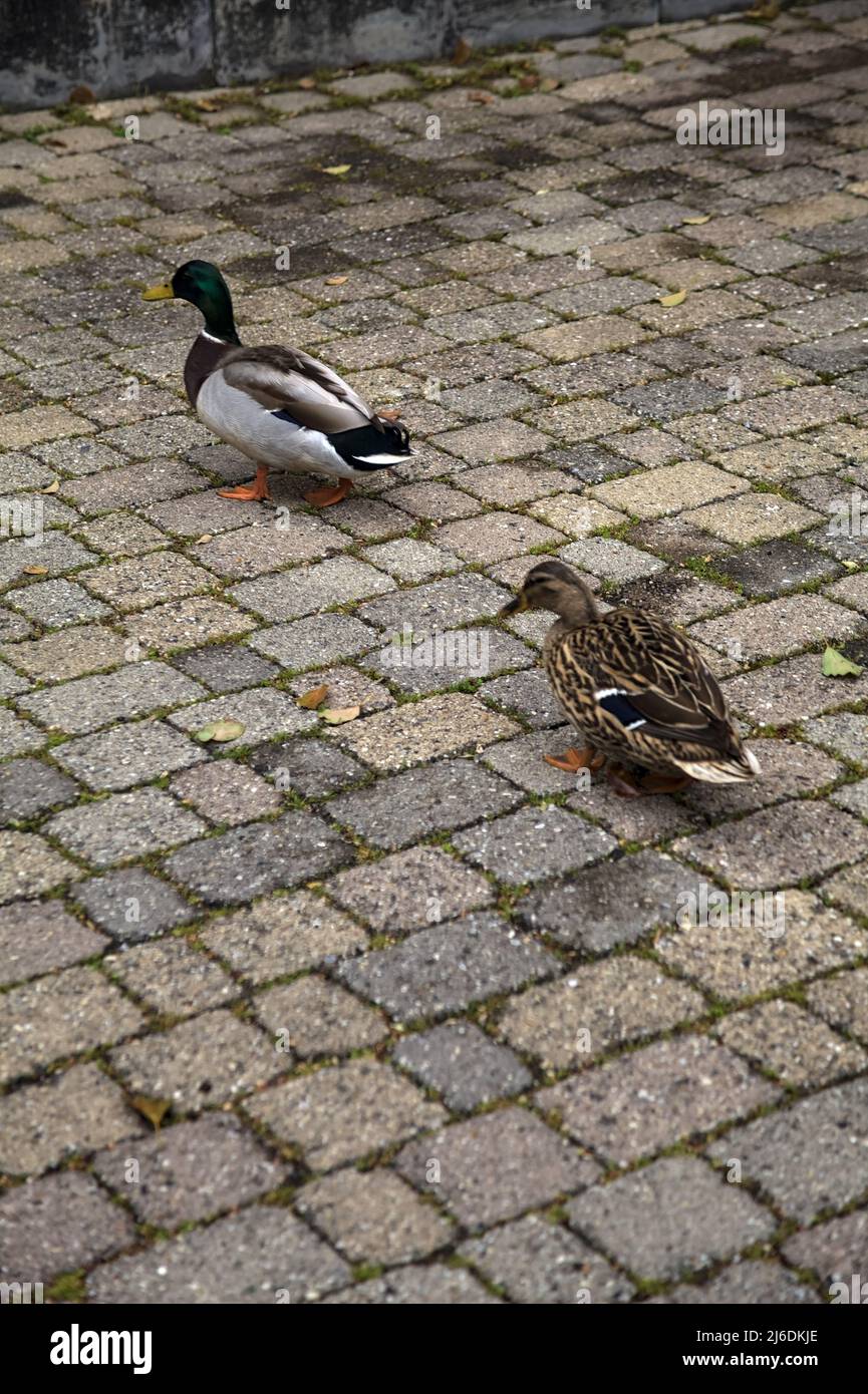 Quietly walking hi-res stock photography and images - Alamy