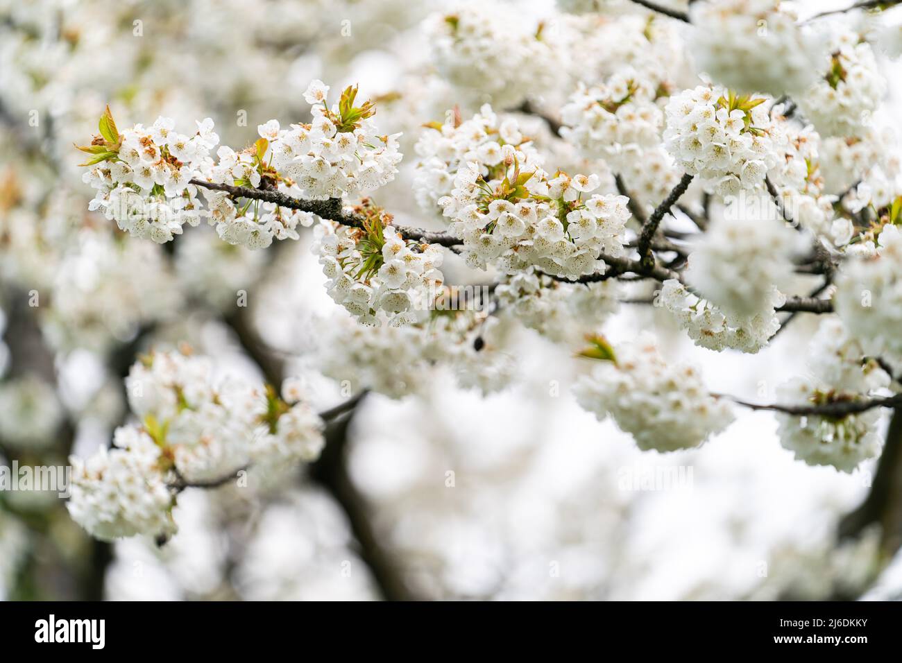 The thousand cherry trees hi-res stock photography and images - Alamy