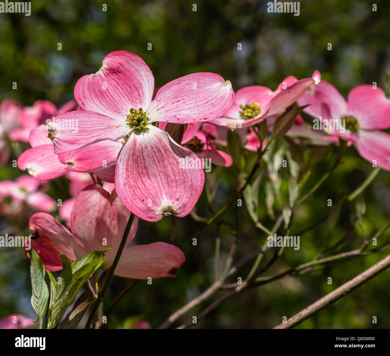 Pink dogwood flowers in Frick Park, a city park in Pittsburgh ...
