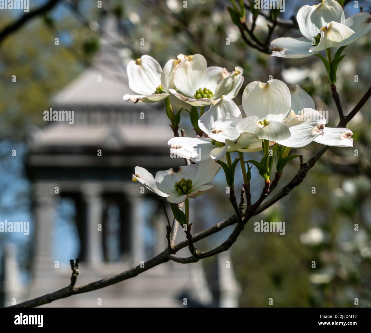 White dogwood trees hi-res stock photography and images - Alamy