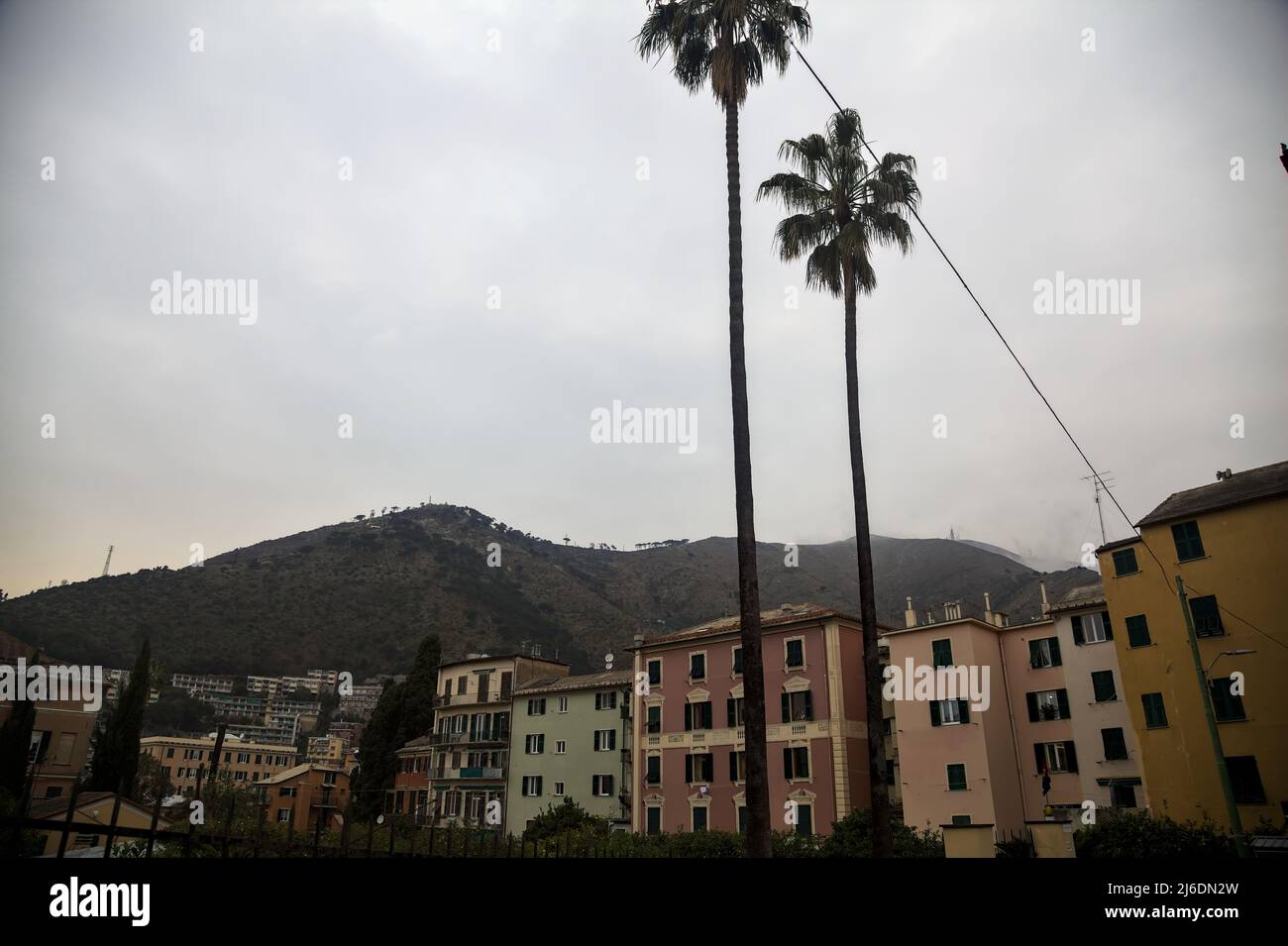 Palm trees among city hi-res stock photography and images - Alamy