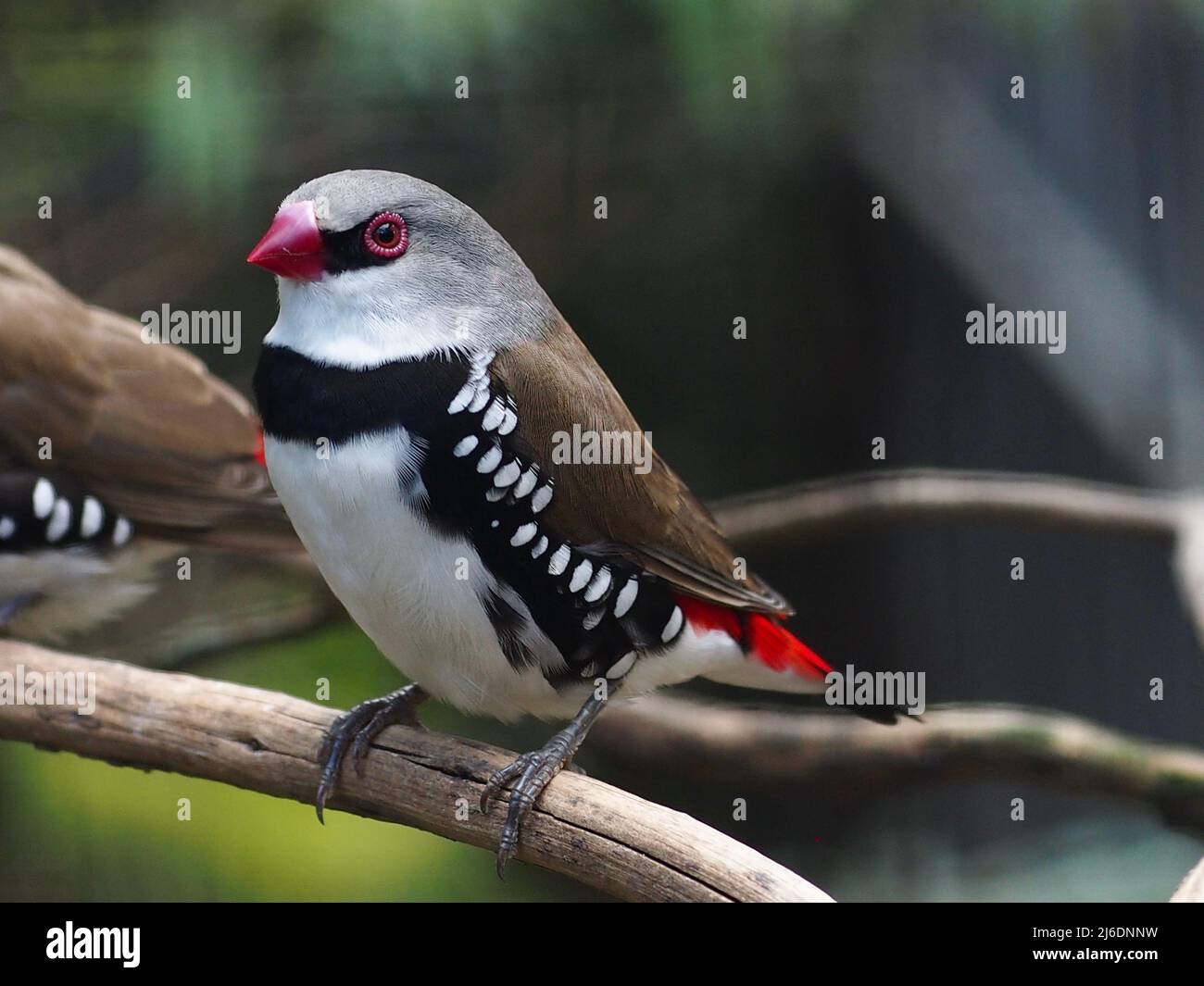 A closeup portrait of a tiny active chirpy Diamond Firetail in ...